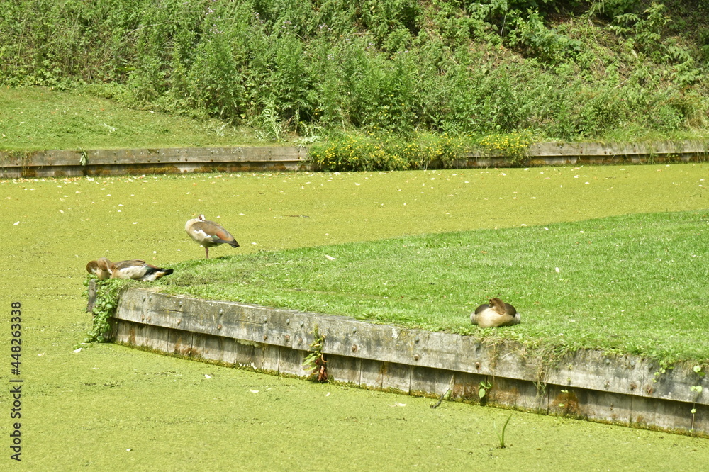 Canards géants au bord d'un étang couvert de mousse verte au parc des ...