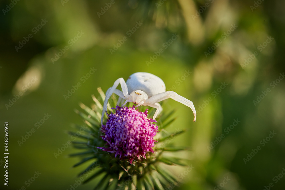 Weisse Spinne In Deutschland