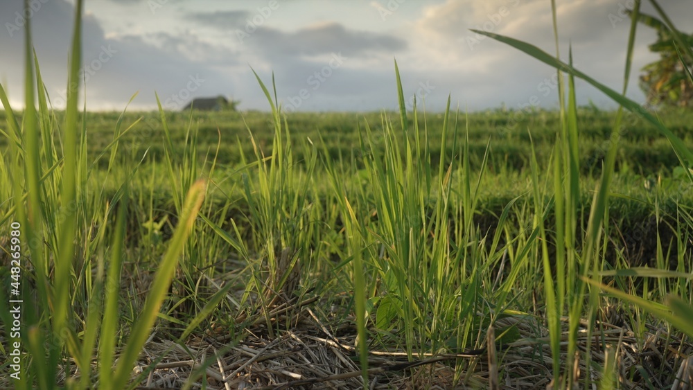 Beautiful paddy rice spikes winding in sloft light at sunset. Natural ...