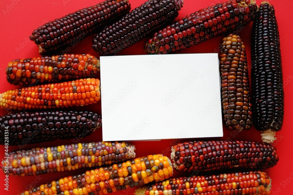 Colored corn cobs. Corn mockup. Corn cobs with multicolored variegated ...