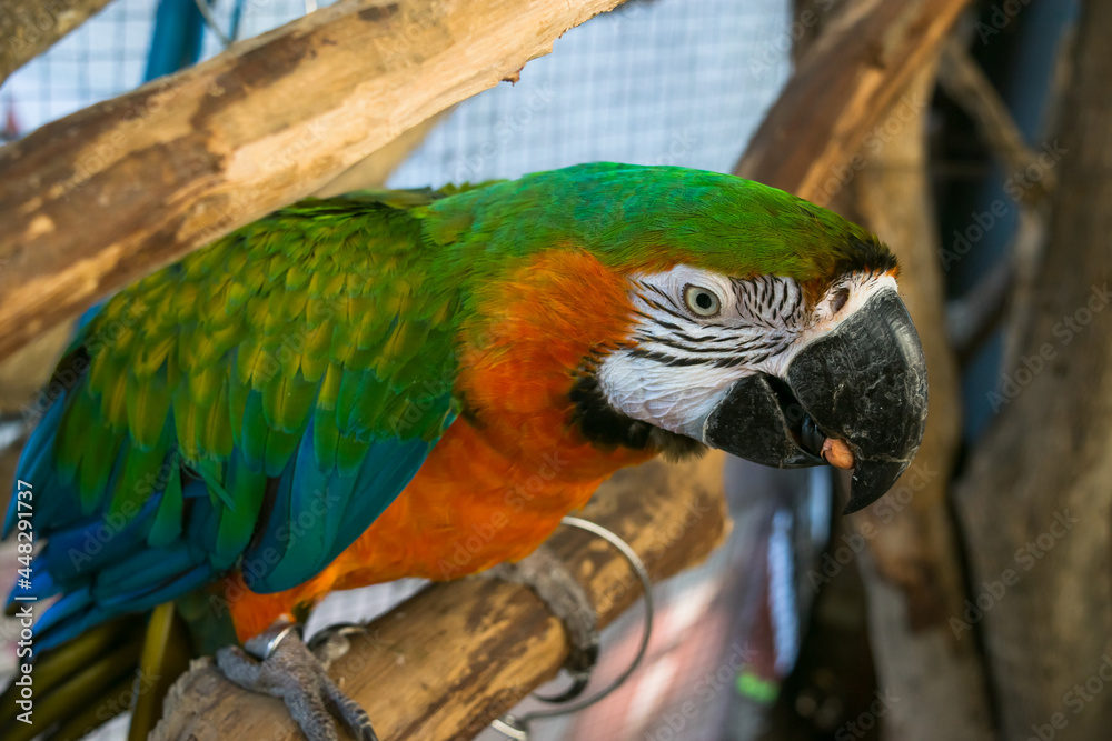 The colorful macaw parrot with feathers, the macaw bird close up in ...