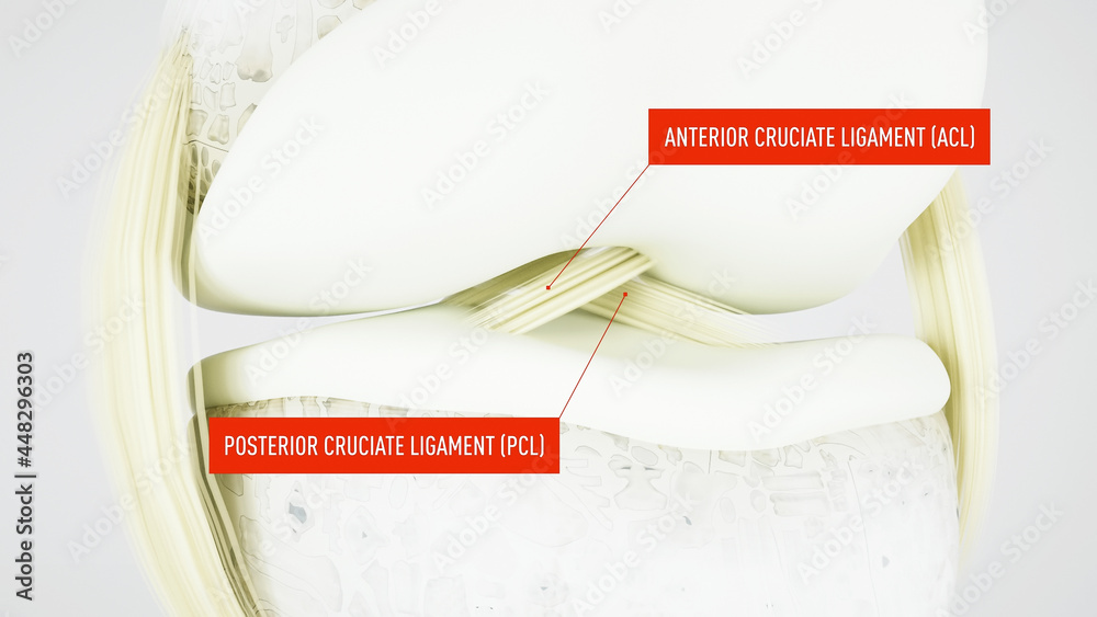 knee ligament anatomy, knee joints, human anatomy 3d illustration Stock ...