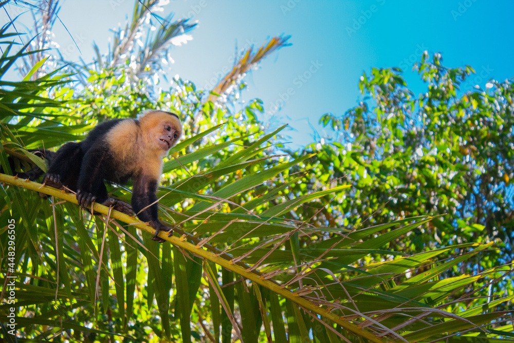 Adult cariblanco monkey alert on a branch in the middle of the jungle ...