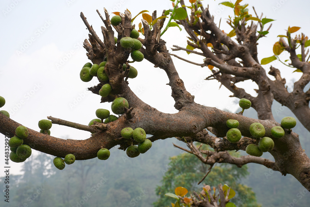 Ficus racemosa commonly known as the cluster fig. Stock Photo | Adobe Stock