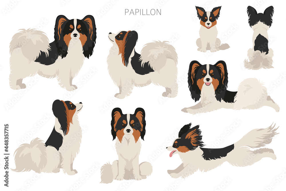 Vetor de Papillon clipart. Different poses, coat colors set do Stock ...
