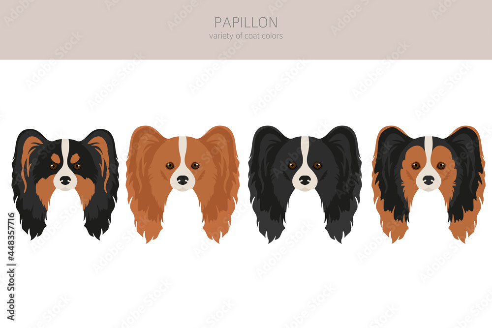 Papillon clipart. Different poses, coat colors set Stock Vector | Adobe ...