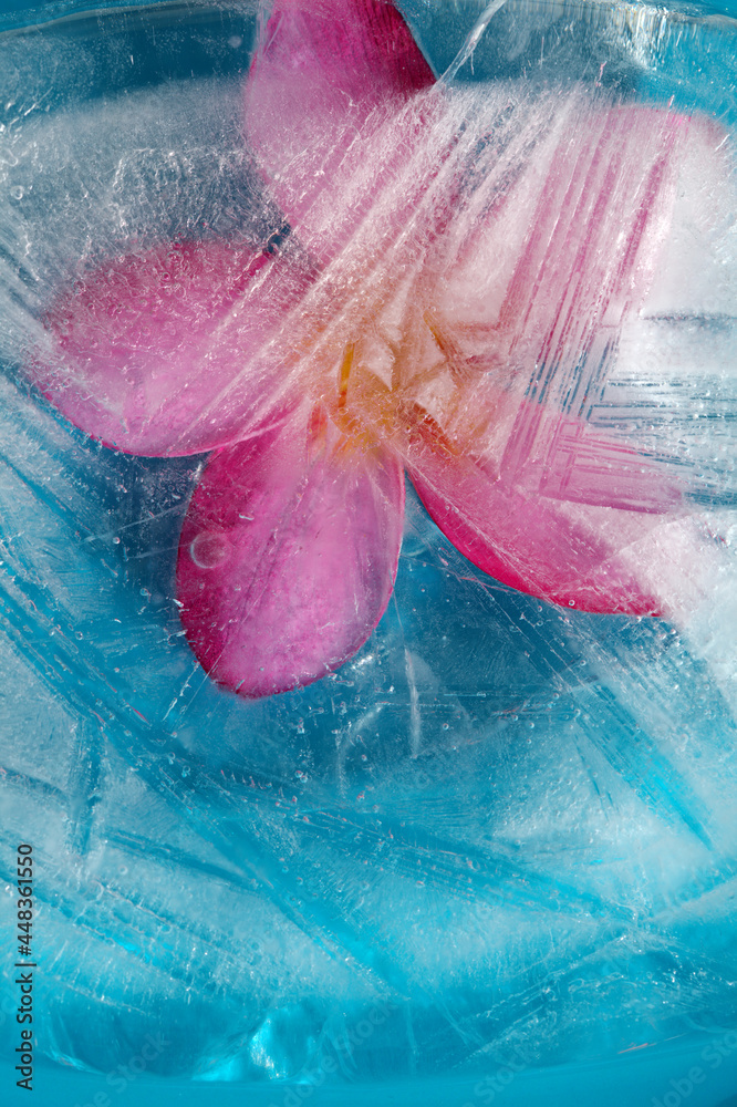 Ice texture with pink frangipani, Plumeria rubra, flower frozen within ...