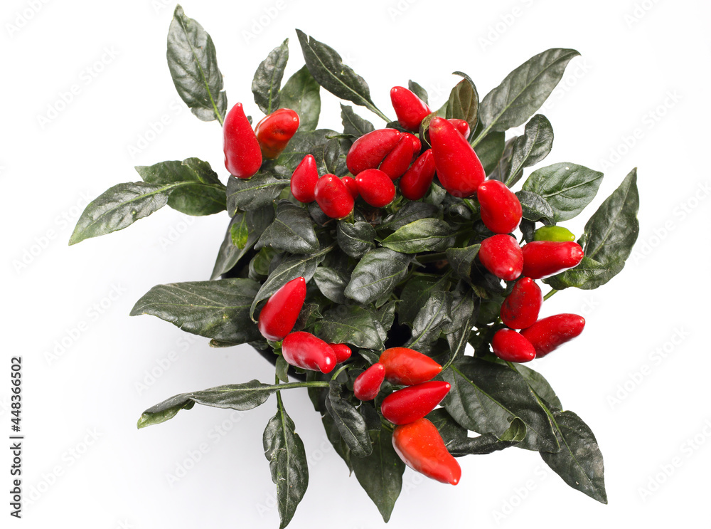 Pianta di peperoncino piccante biologico coltivata in vaso su fondale ...