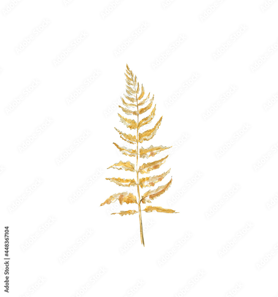 Golden fern isolated on a white background. Bracken. Autumn ferns. Wild ...