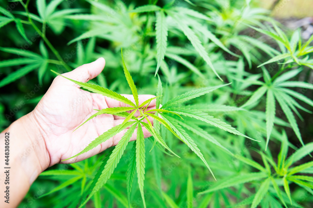 Cannabis leaves, cannabis fields in the mountains of Vietnam, cannabis ...