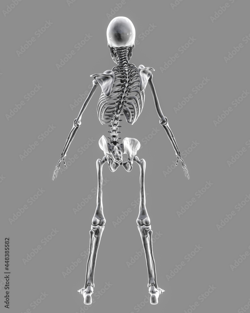Scoliosis, 3D illustration. A human skeleton with curved spine Stock ...
