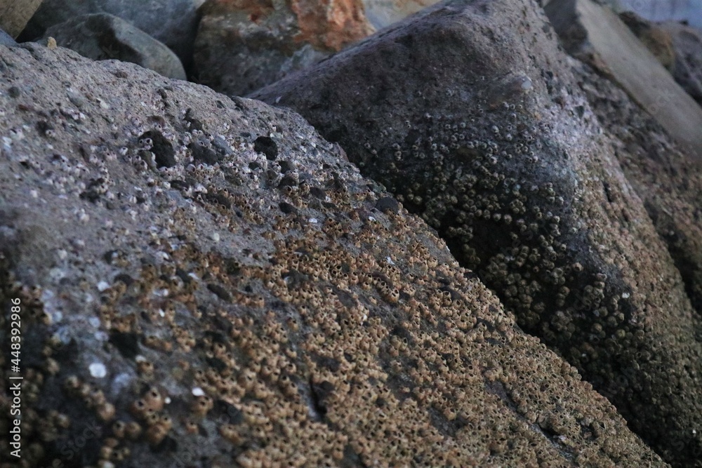 Barnacles are arthropods that belong to the infraclass Cirripedia ...