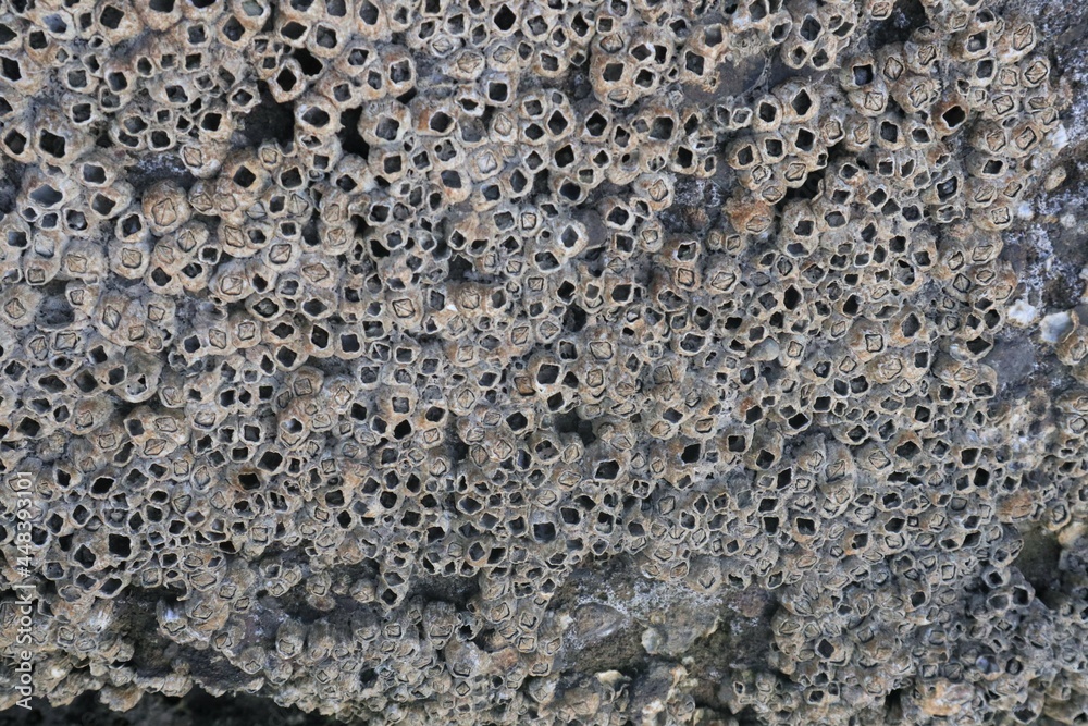Barnacles are arthropods that belong to the infraclass Cirripedia ...