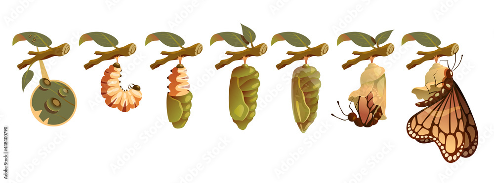 Poster Butterfly metamorphosis horizontal set showing development cycle ...