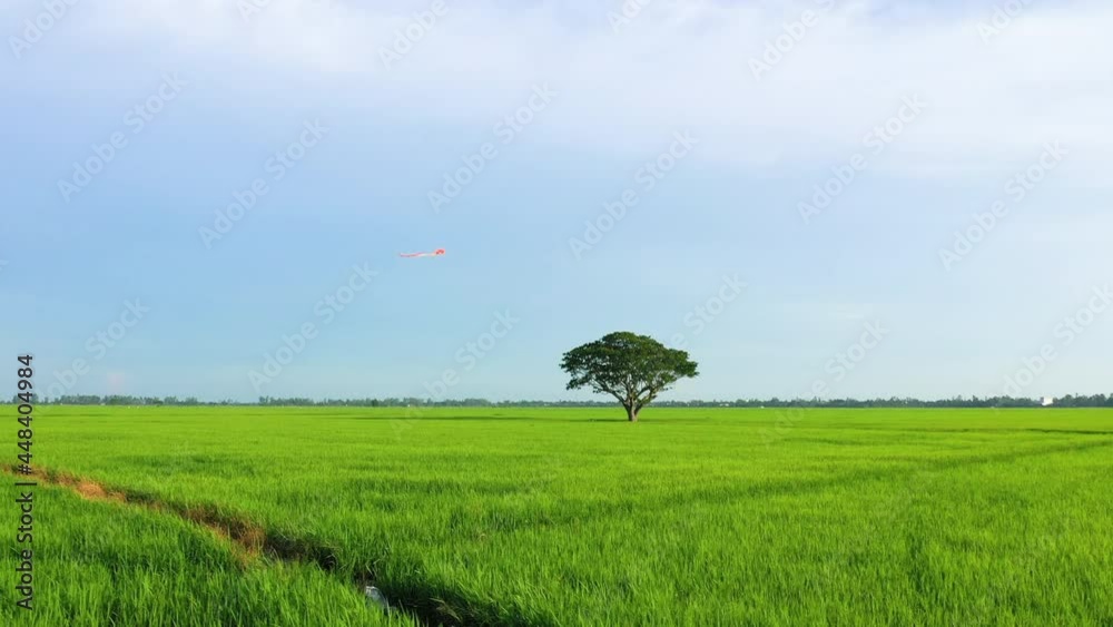 Summer field with kite fly on the sunset sky. Beautiful nature ...