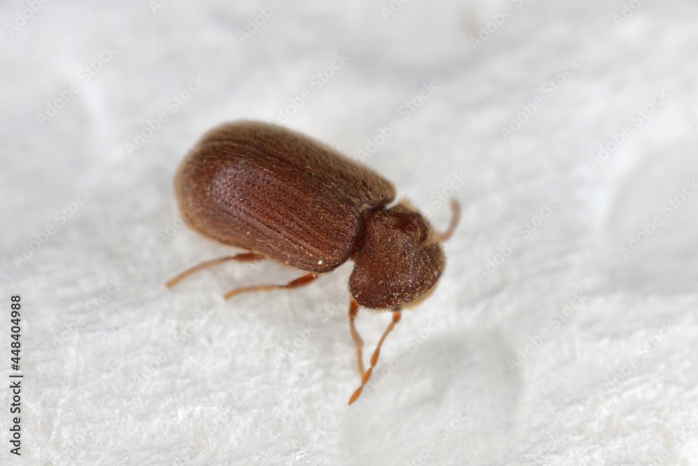 The drugstore beetle (Stegobium paniceum), also known as the bread ...