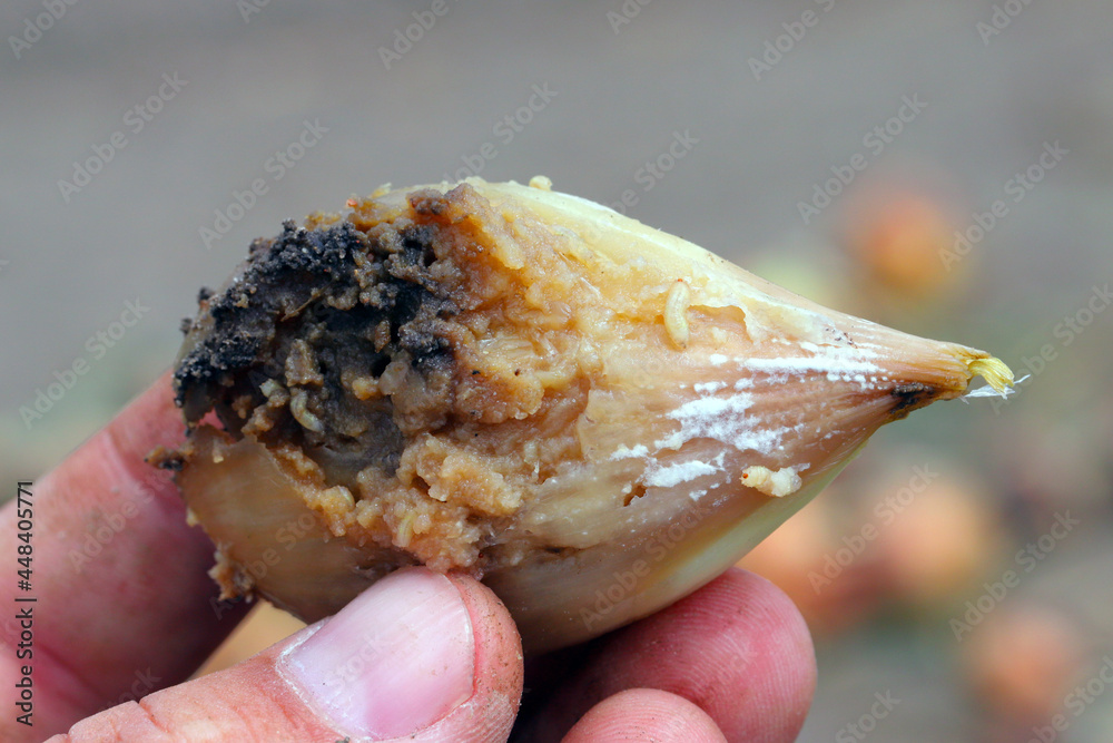 Onion damaged by Delia antiqua, commonly known as the onion fly and ...