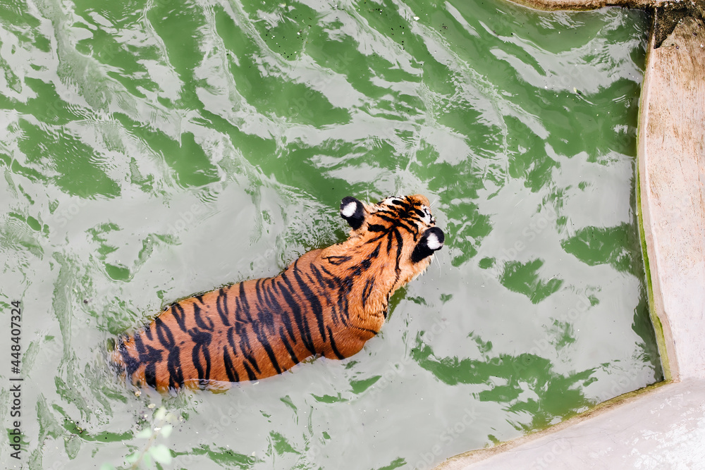 Siberian Tiger Swimming