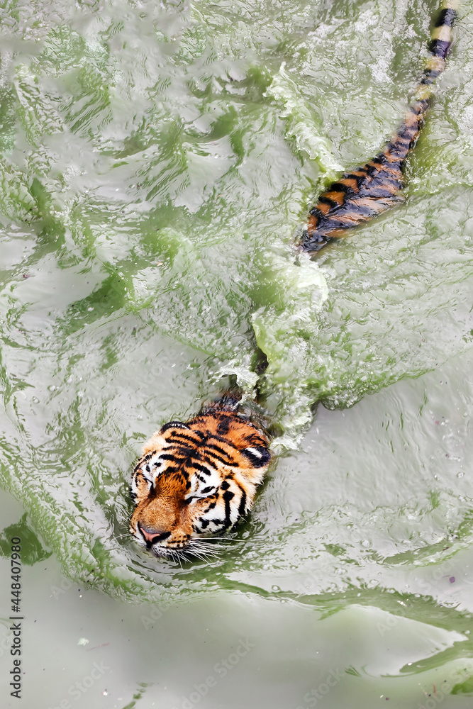 Amur tiger swimming in the pool. Portrait of a swimming Siberian Tiger ...