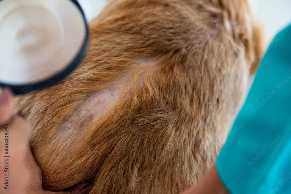 Foto de A veterinarian is examining a dog with dermatitis with a ...