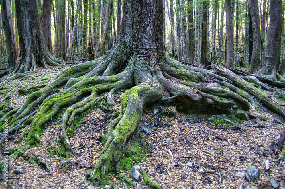 Twisted Tree Roots