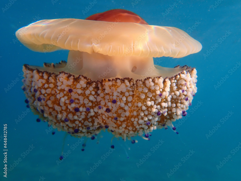 Fried egg jellyfish swimming underwater in the Mediterranean Sea ...