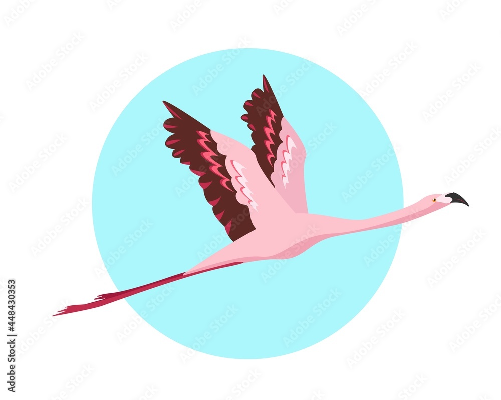Flamingo Bird Flying