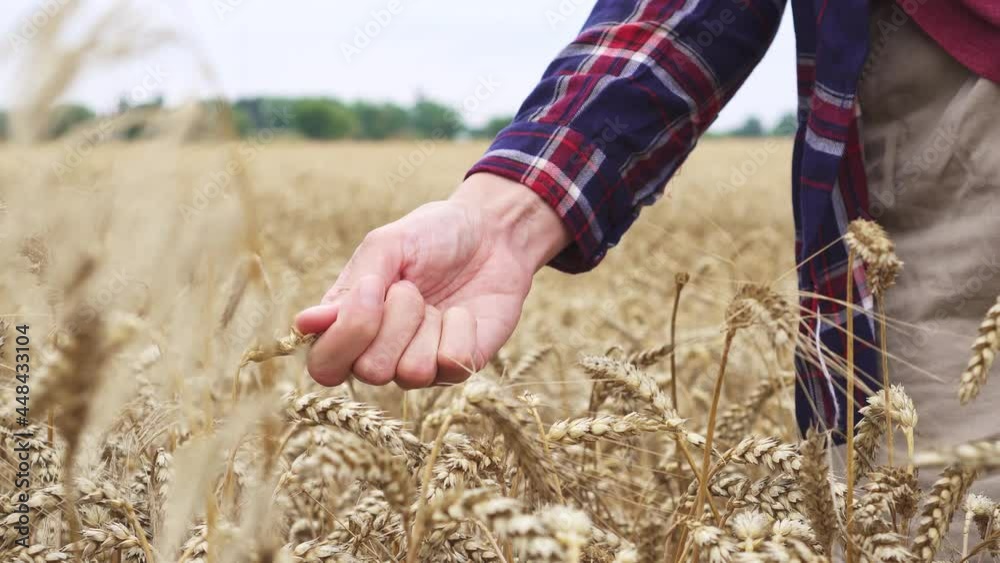 Agronomist woman's hand over wheat field holds spikelet of wheat and ...