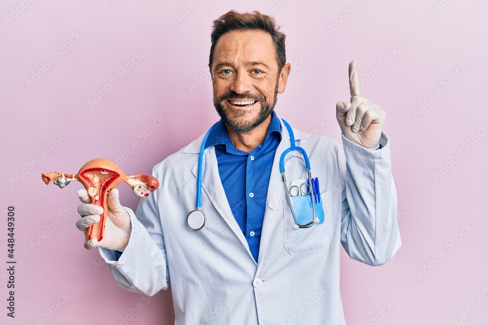 Middle age gynecologist man holding anatomical model of female genital ...