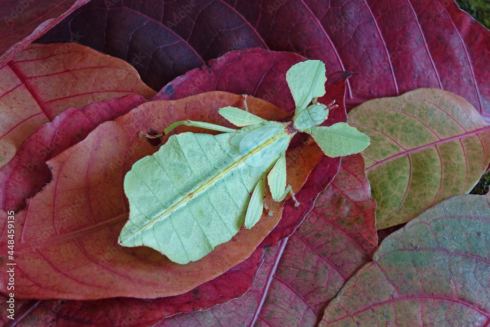 Leaf insect (Phyllium westwoodii) Green leaf insect or Walking leaves ...