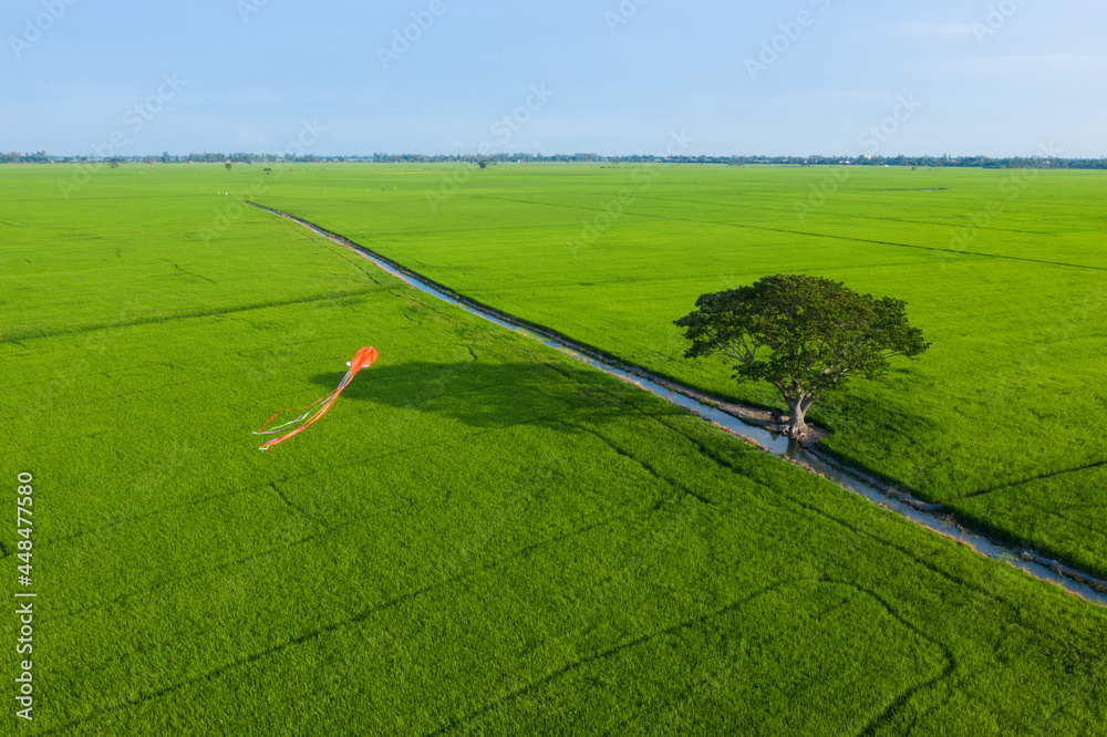 Summer field with kite fly on the sunset sky. Beautiful nature ...