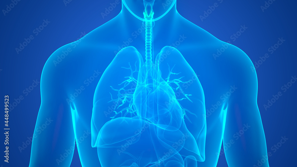 Human Respiratory System Lungs Anatomy Stock Illustration | Adobe Stock