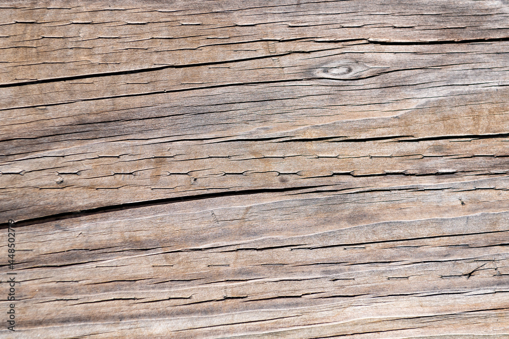 timber texture backdrop. cross section of tree. tree bark. wooden ...