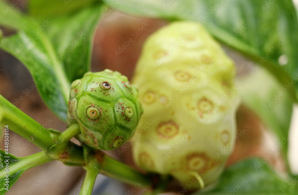 Young green Noni fruit on branch and blur ripe fruit background ...