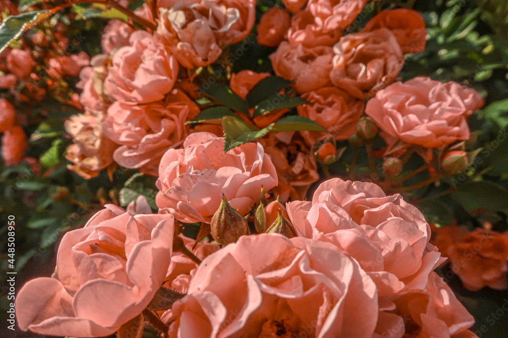 Pink roses rosa blooming flowers close up in garden in sun light as ...