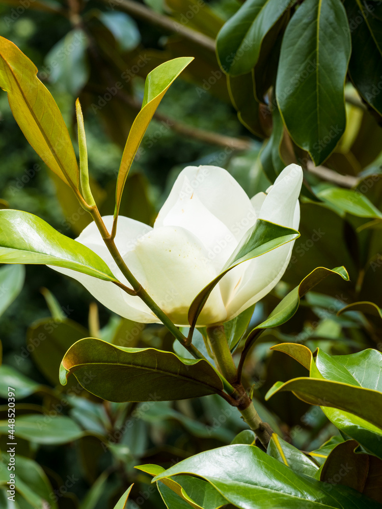 (Magnolia grandiflora) Gros plan sur une magnifique grande fleur ...