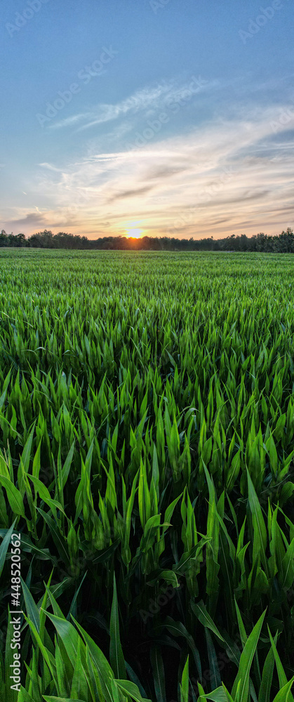 Aerial panoramic view taken by a drone of a Corn field agriculture ...