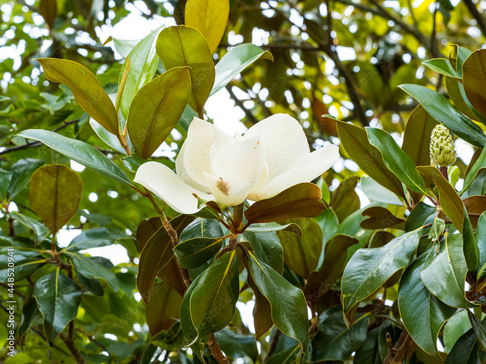 Foto de Magnifique grande fleur blanche et décorative du magnolia ...