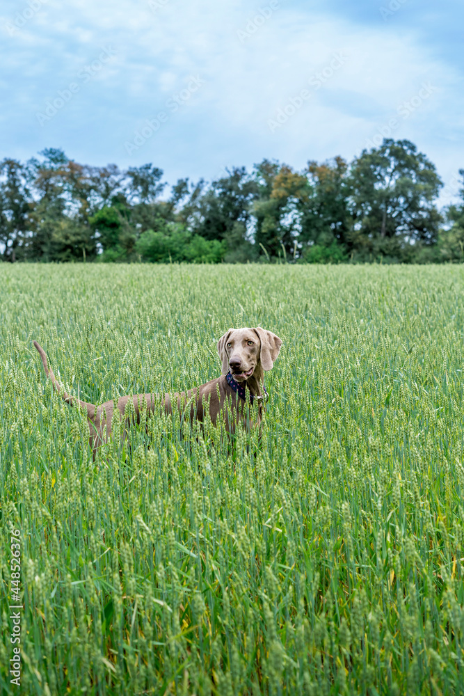 Weimaraner, braco de weimar, playing, jumping and running inside a ...