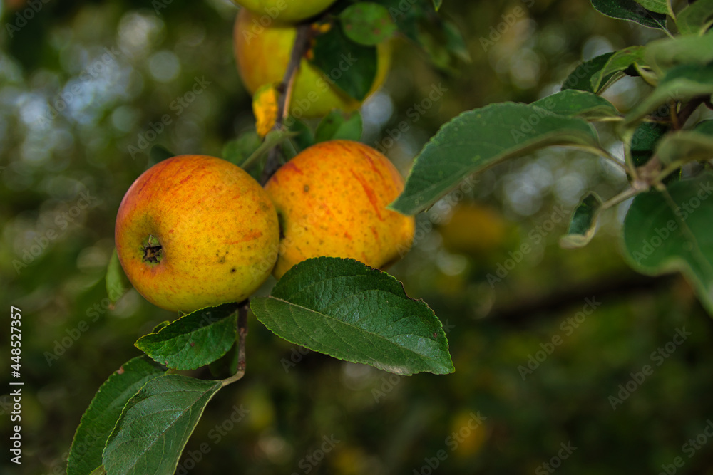 Apfel Stock Photo | Adobe Stock