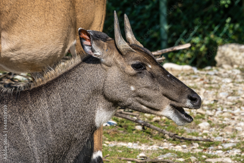 Indian Blackbuck, Antelope cervicapra or Indian antelope. Stock Photo ...