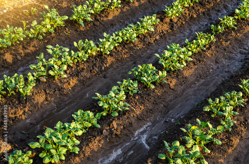 Surface Irrigation