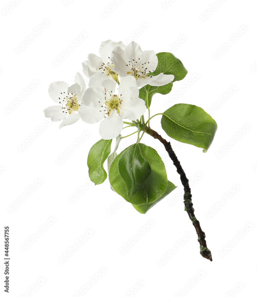 Pear Tree Flower