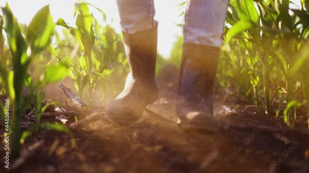 Agriculture. man farmer in rubber boots walk through a corn field ...