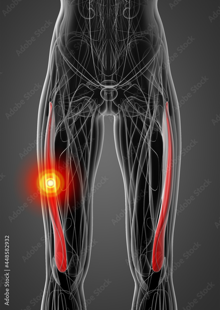 medical illustration of the vastus lateralis Stock Illustration | Adobe ...