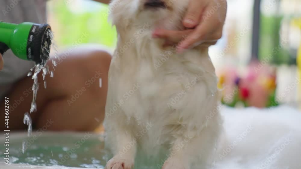An woman owner grooming of a brown Pomeranian bathing her pet with ...