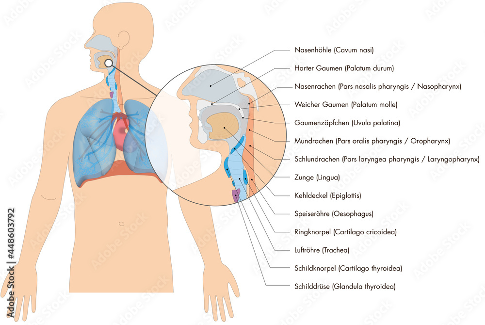 Atmungssystem / Atmungorgane - Rachen des Menschen - deutsche ...