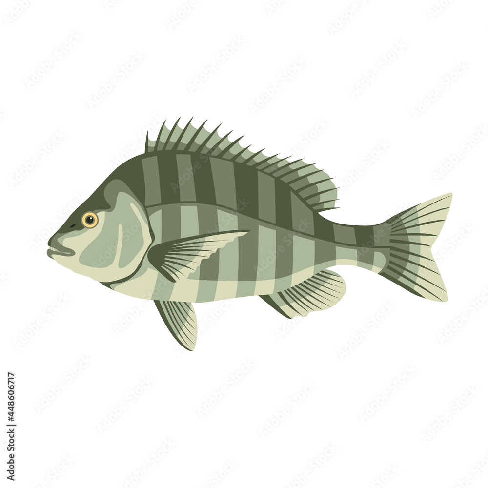 sheepshead fish ,vector illustration, flat style, side view Stock ...