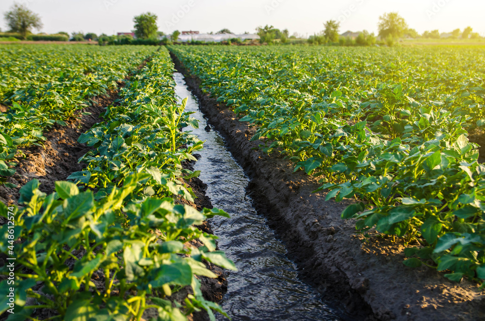 Foto de Water flows through an irrigation canal. Watering the potato ...