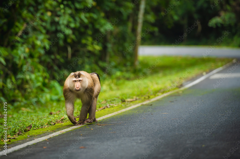 Majestic monkeys, monkeys in a fertile tropical forest in Khao Yai ...